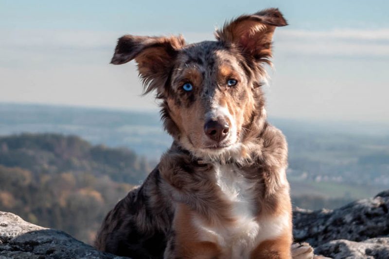 Summer Paw Care For Hot Pavement And Exercise Outside - State Road ...
